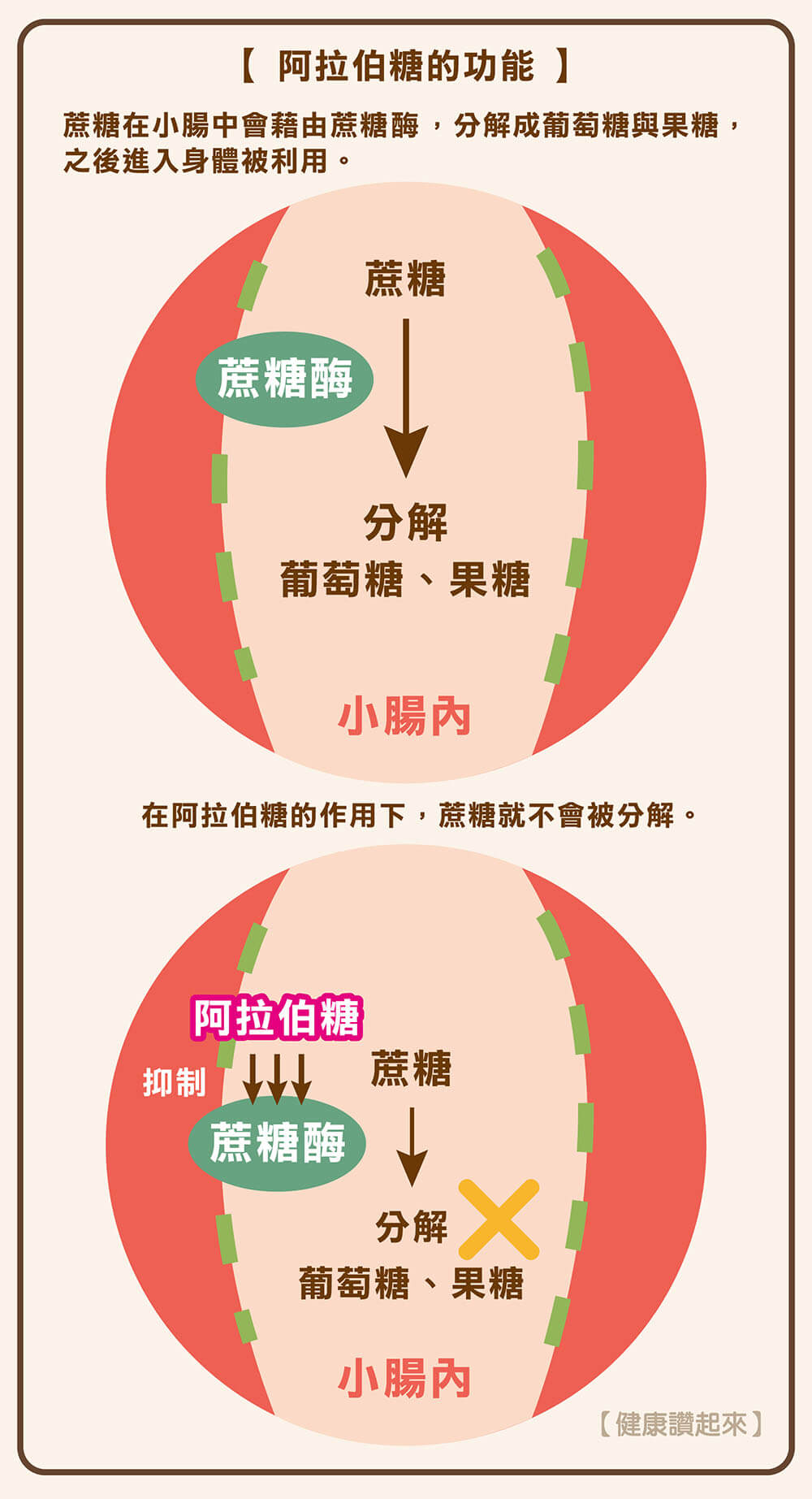 21世紀的保健品趨勢 阿拉伯糖l Arabinose 健康讚起來